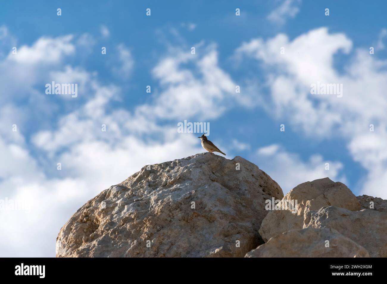 Birds mountain hi-res stock photography and images - Alamy