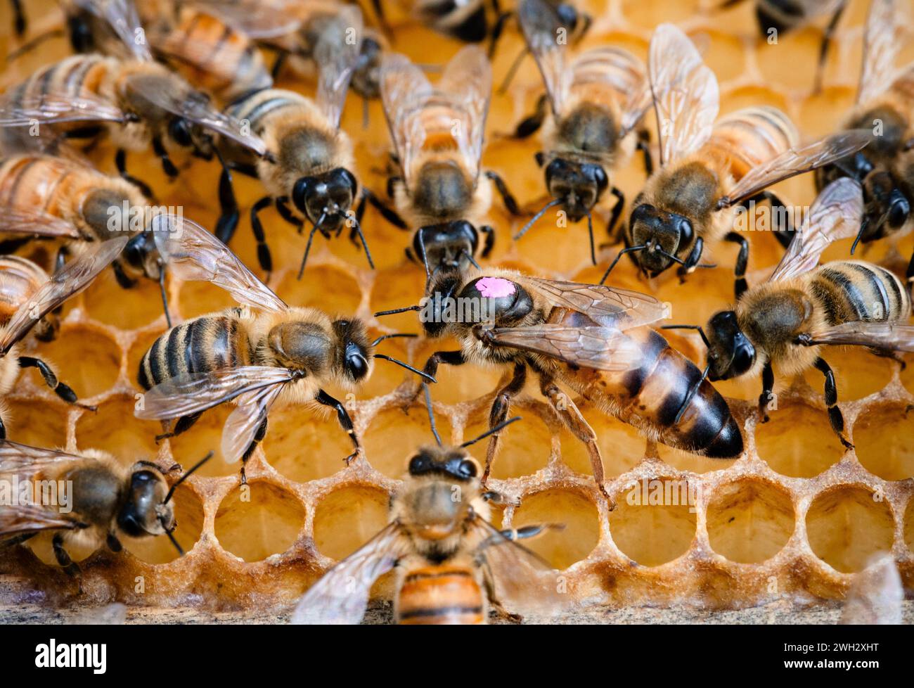 Honey bee queen, marked pink, on comb, surrounded by nurse bees Stock ...