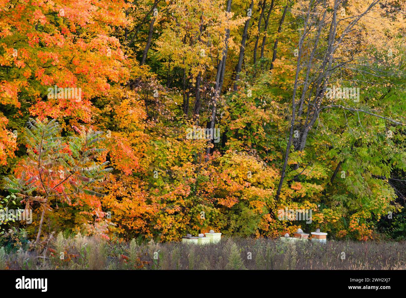 Bee hives at the edge of a tree lined field in autumn Stock Photo - Alamy