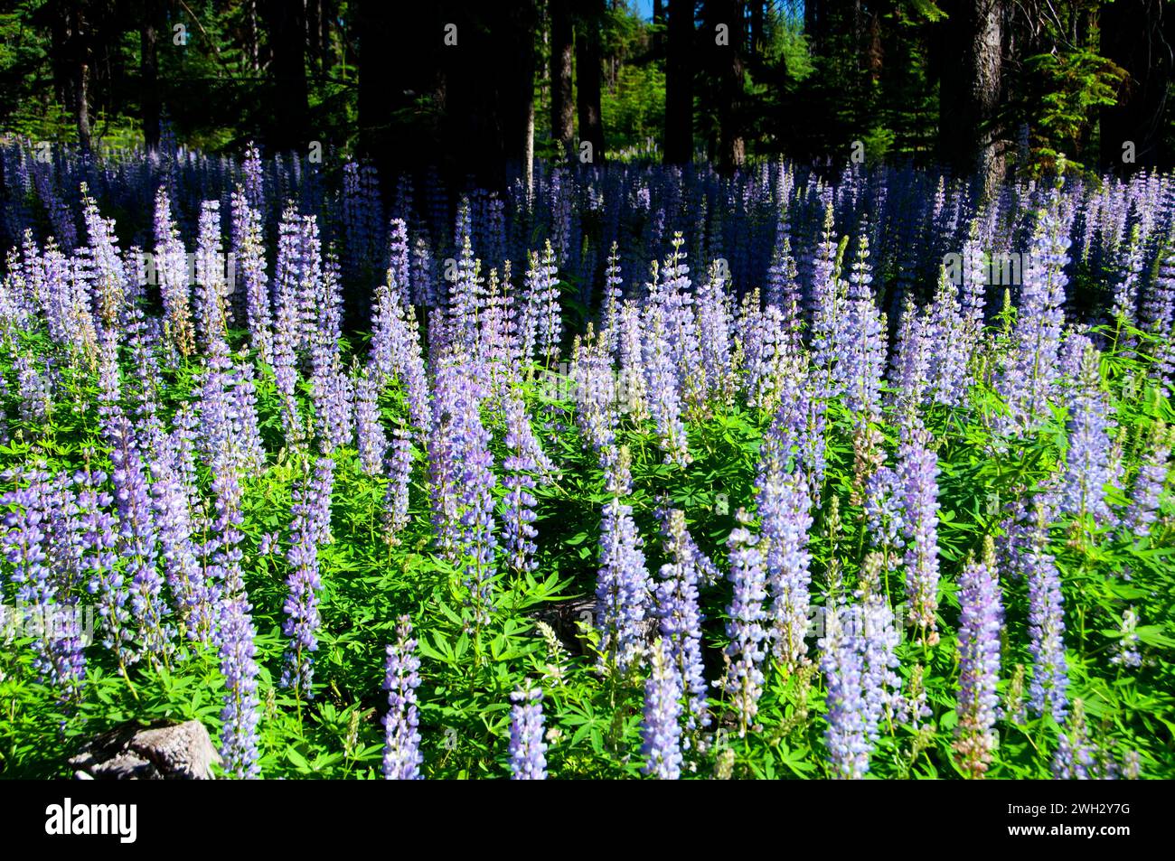 Lupine field, Umatilla National Forest, Blue Mountain National Scenic ...