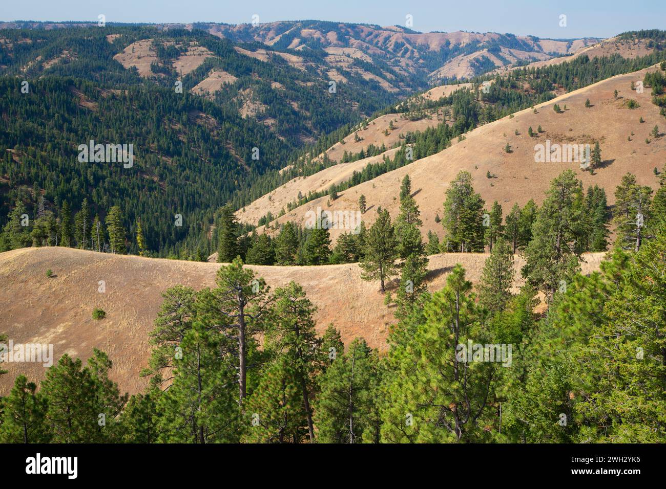 Ruckel Ridge view, Umatilla National Forest, Oregon Stock Photo - Alamy