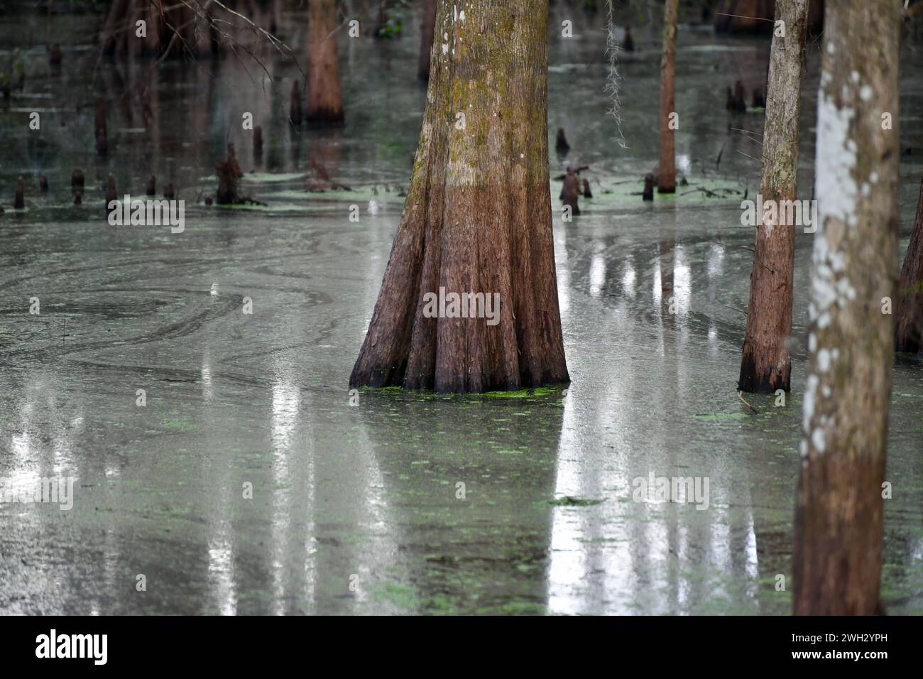 Trees growing in the marshes and wetlands of Florida Stock Photo - Alamy