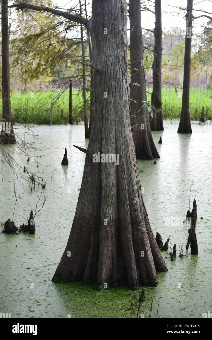 Trees growing in the marshes and wetlands of Florida Stock Photo - Alamy