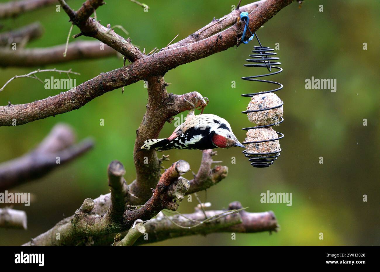 The middle spotted woodpecker eating sunflowers from the hanging tallow ...