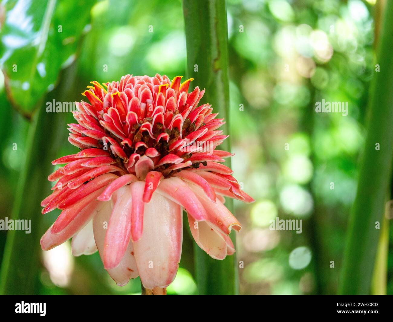 Torchflower hi-res stock photography and images - Alamy