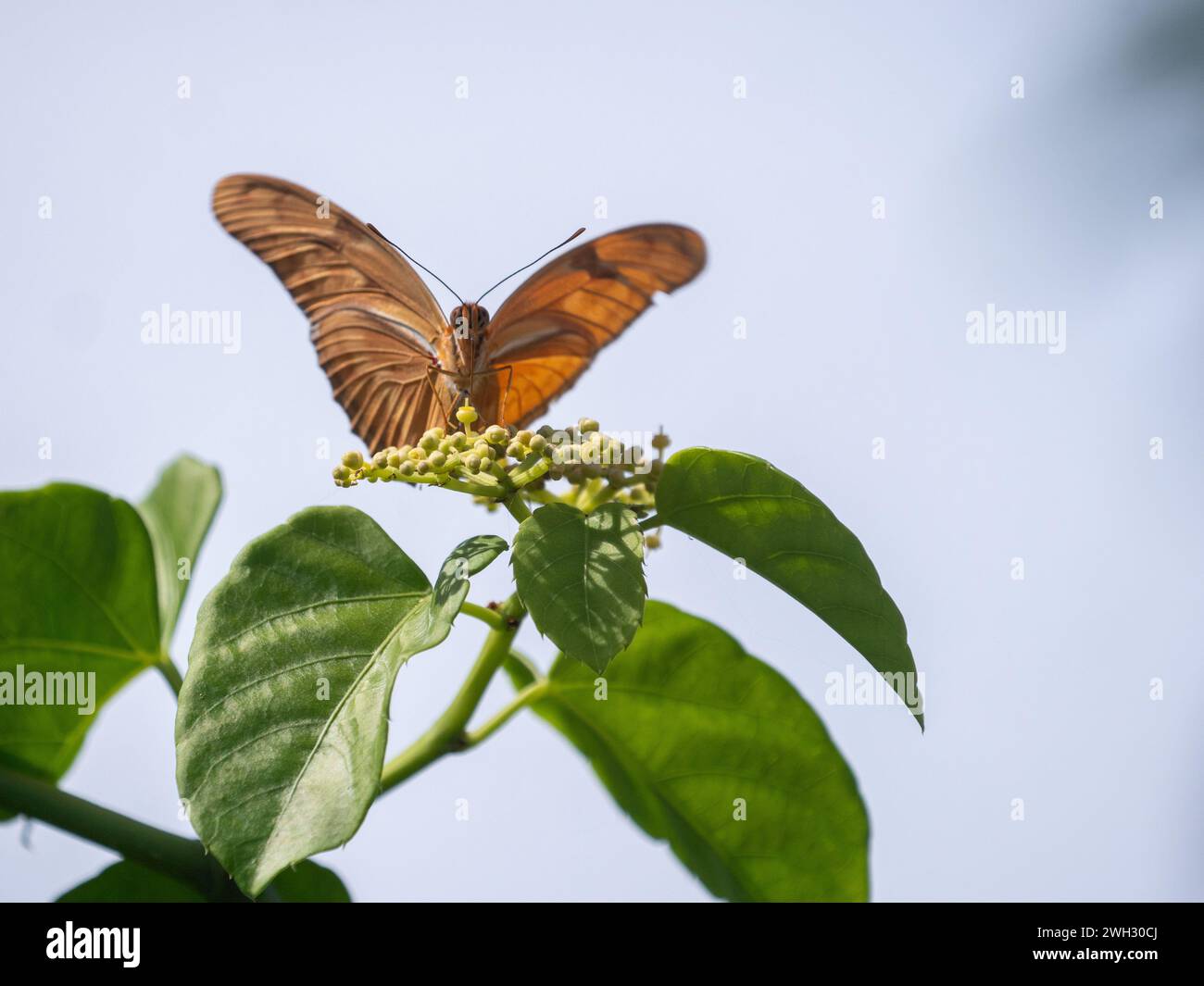 Julia Heliconian Dryas iulia butterfly Stock Photo - Alamy