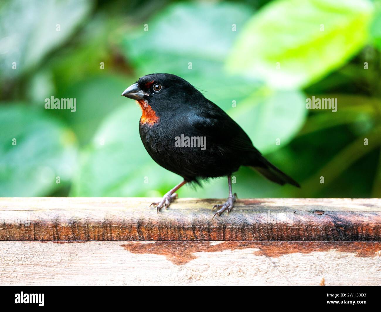 Antillean birds hi-res stock photography and images - Alamy