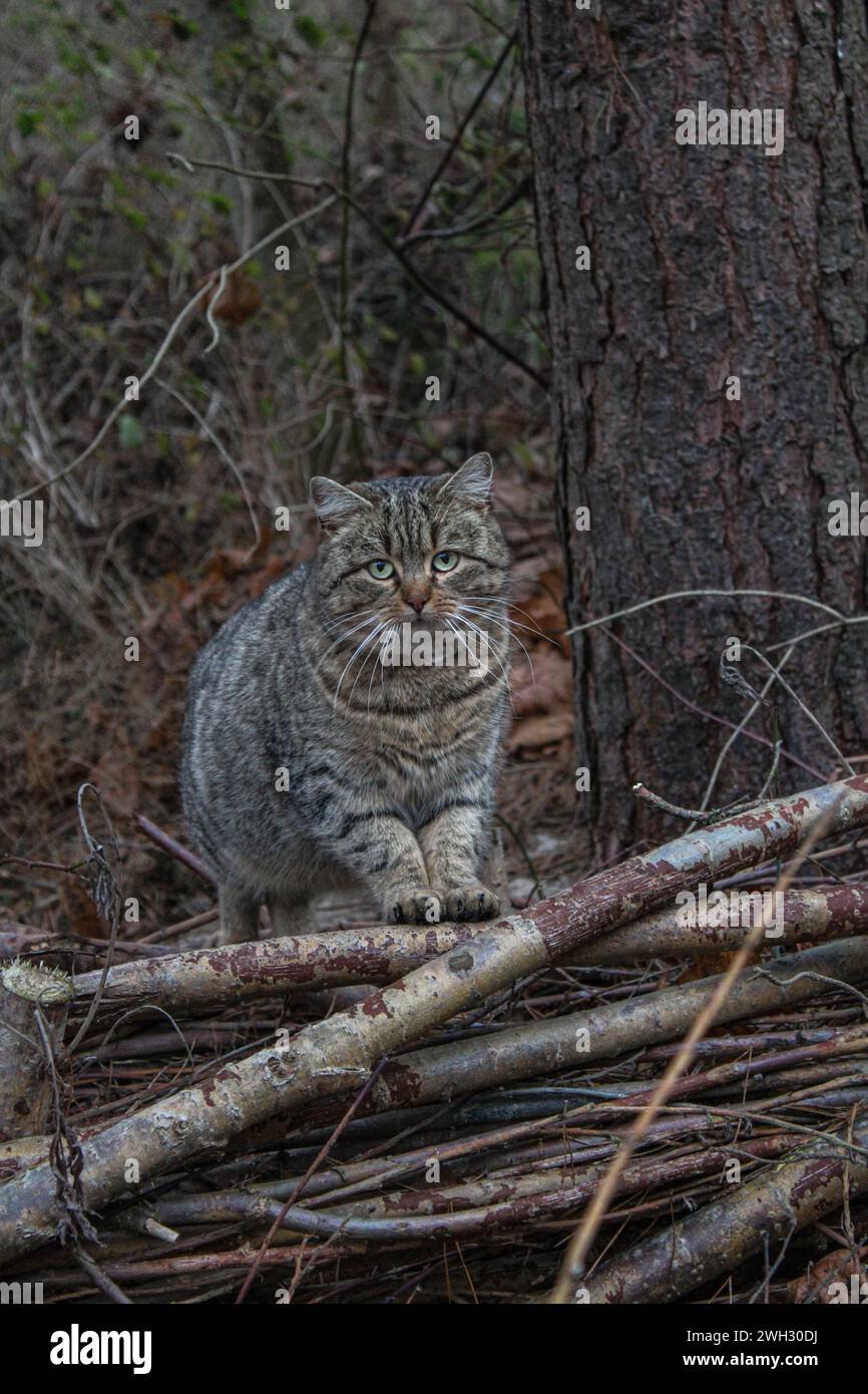 Forest fluffy cat green hi-res stock photography and images - Alamy