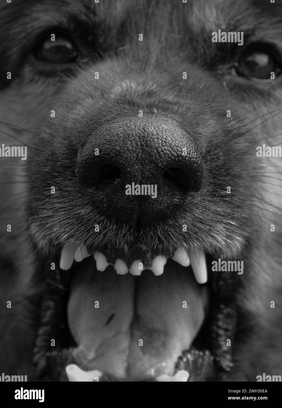 White german shepherd black Black and White Stock Photos & Images - Alamy