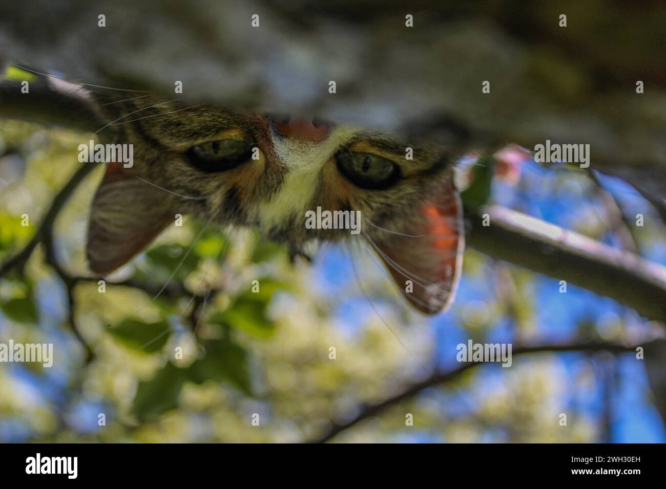 Sneaky cat hi-res stock photography and images - Alamy