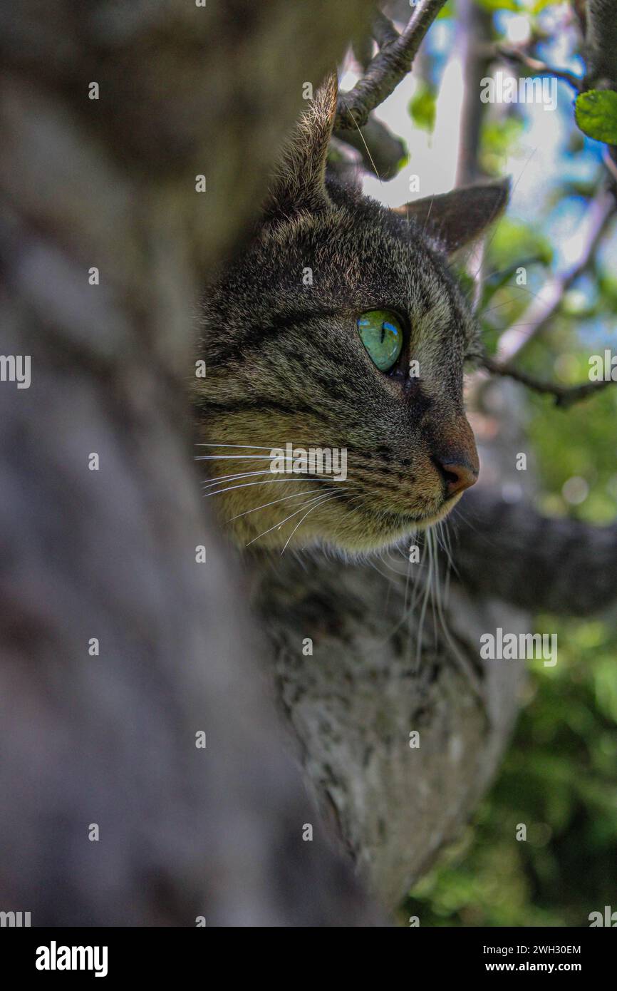 Sneaky cat hi-res stock photography and images - Alamy