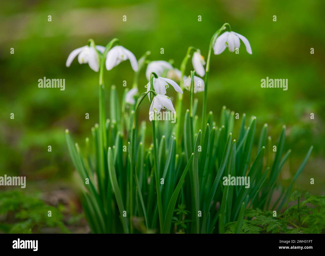 A clump of Snowdrops, (Galanthus nivalis), growing wild in a woodland ...