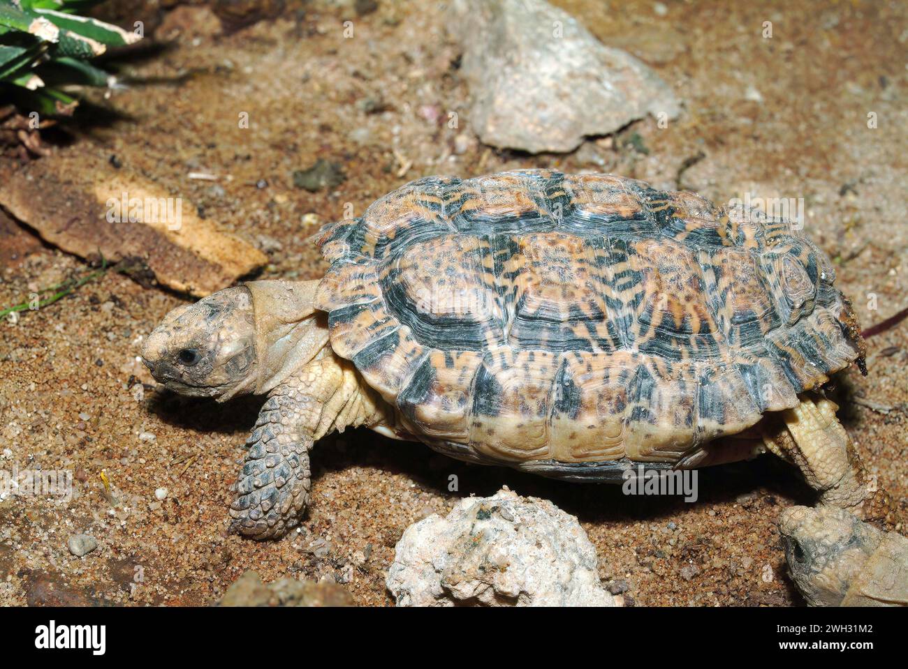 Homopode marque hi-res stock photography and images - Alamy