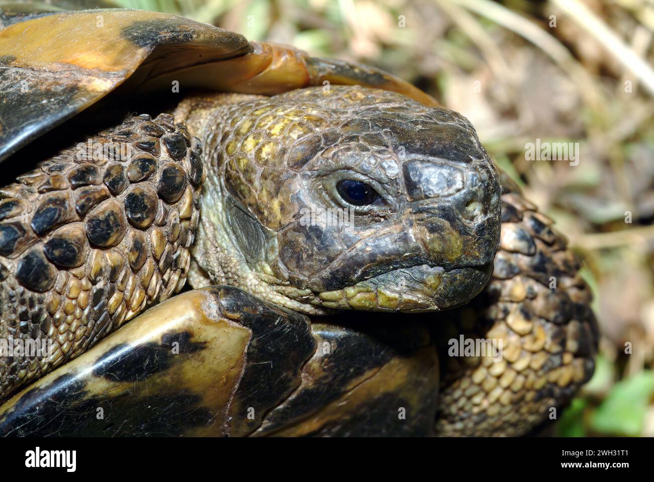 Hermann's tortoise, Griechische Landschildkröte, Tortue d'Hermann ...