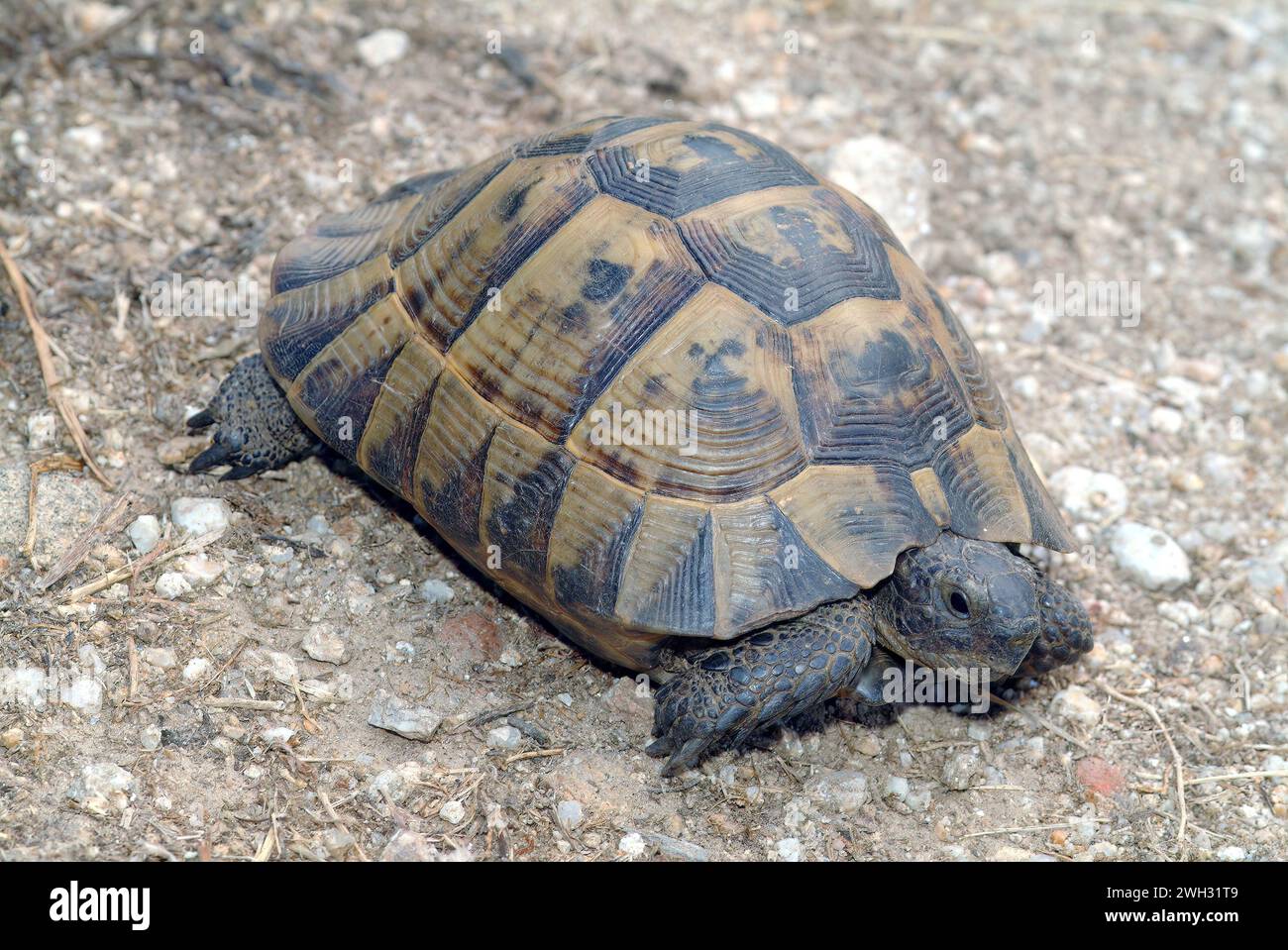 Hermann's tortoise, Griechische Landschildkröte, Tortue d'Hermann ...