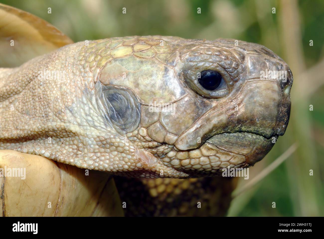 Hermann's tortoise, Griechische Landschildkröte, Tortue d'Hermann ...