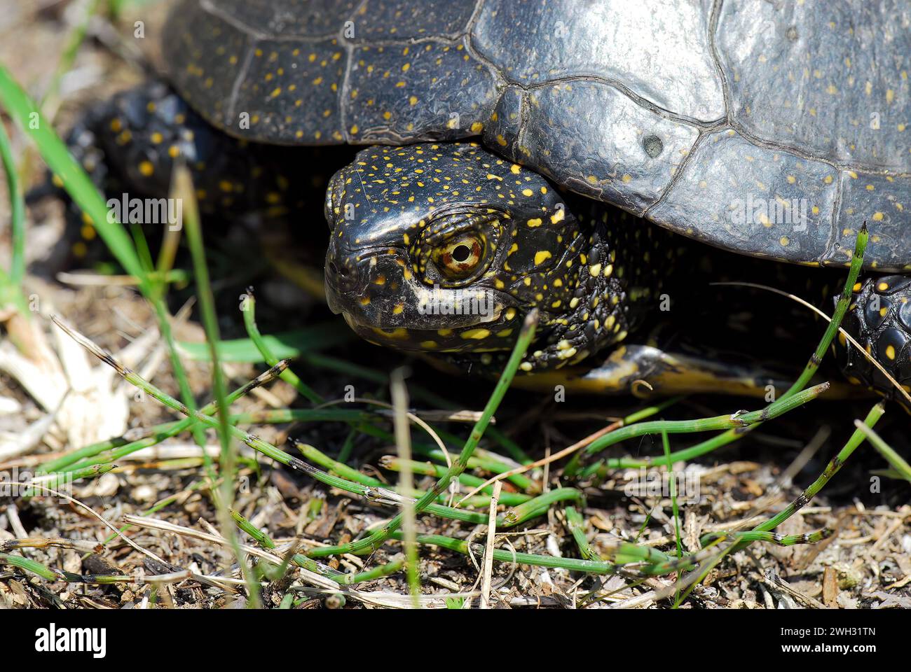 European pond turtle, European pond terrapin, Europäische ...
