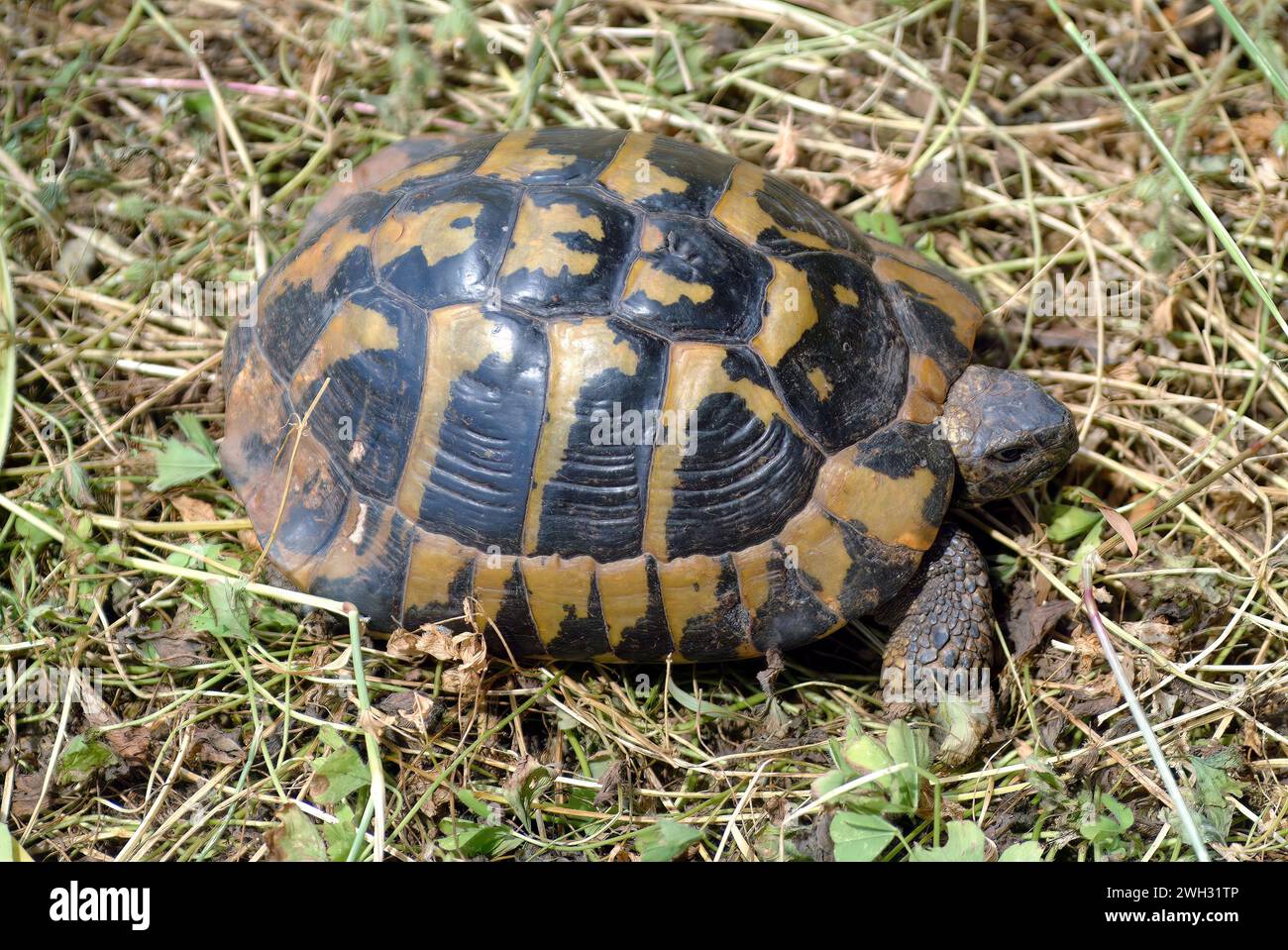 Hermann's tortoise, Griechische Landschildkröte, Tortue d'Hermann ...