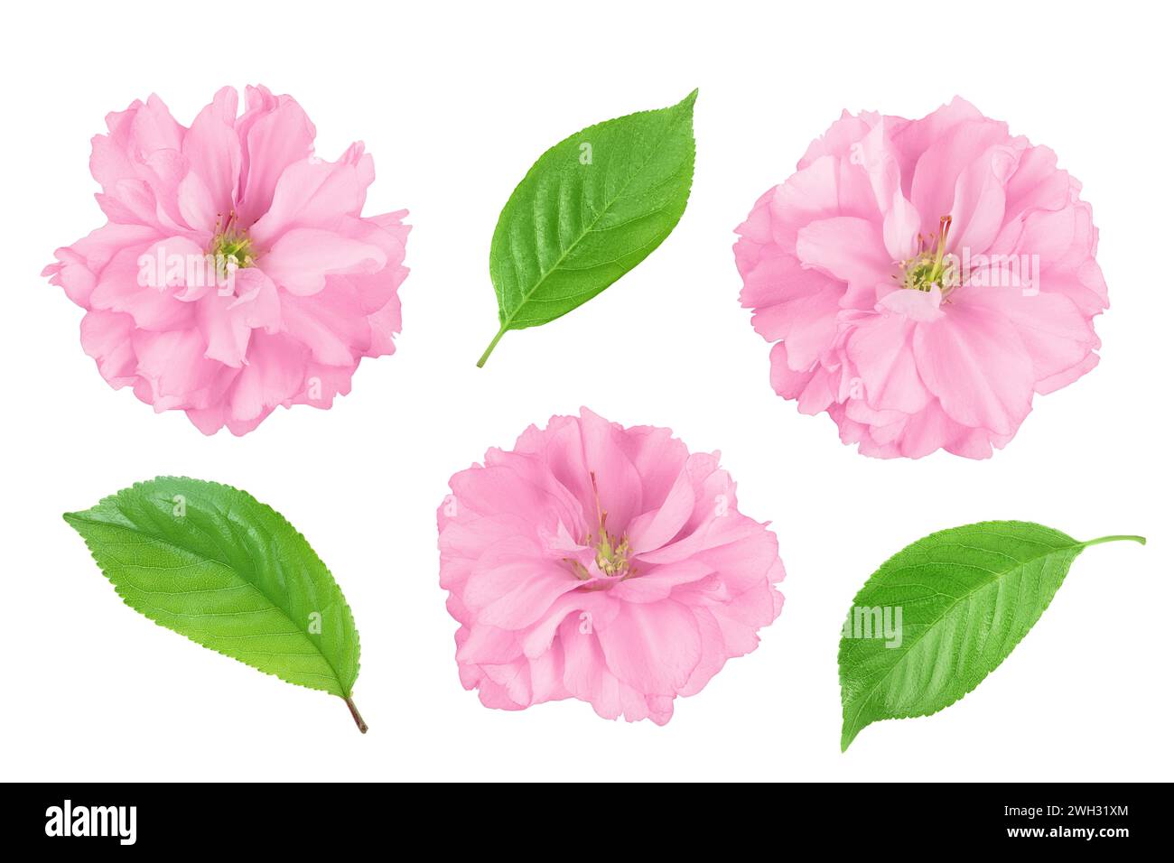 Sakura flower cherry blossom isolated on white background with full ...
