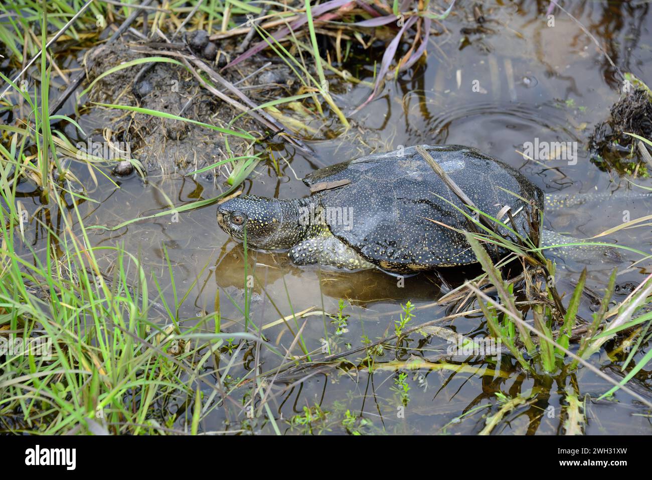 European pond turtle, European pond terrapin, Europäische ...