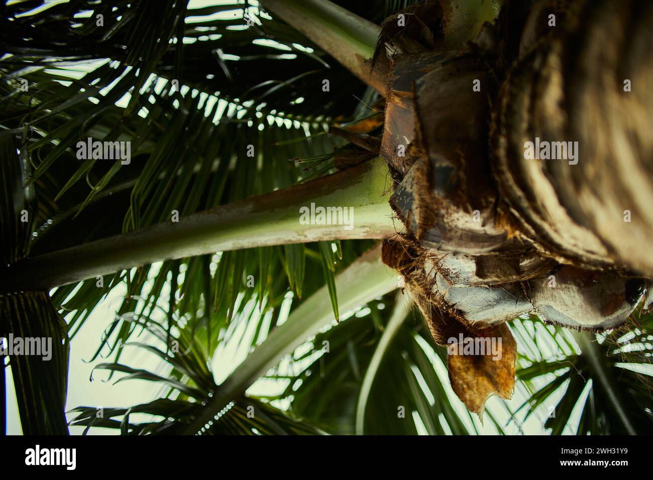 Palm tree from underneath Stock Photo - Alamy