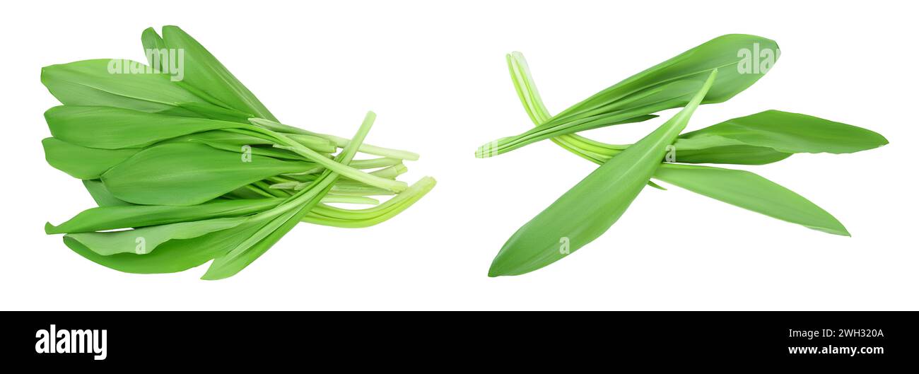 Ramson leaves isolated on white background with full depth of field ...