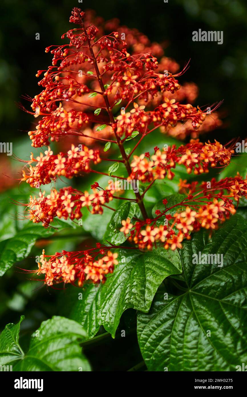 Little red flowers with rain drops Stock Photo - Alamy
