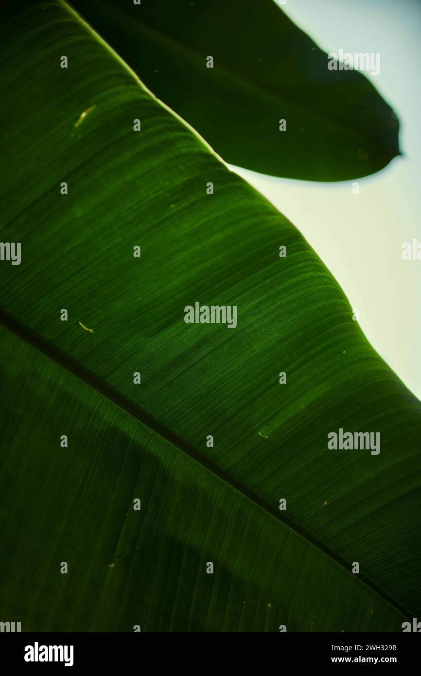 Blue banana tahiti hi-res stock photography and images - Alamy