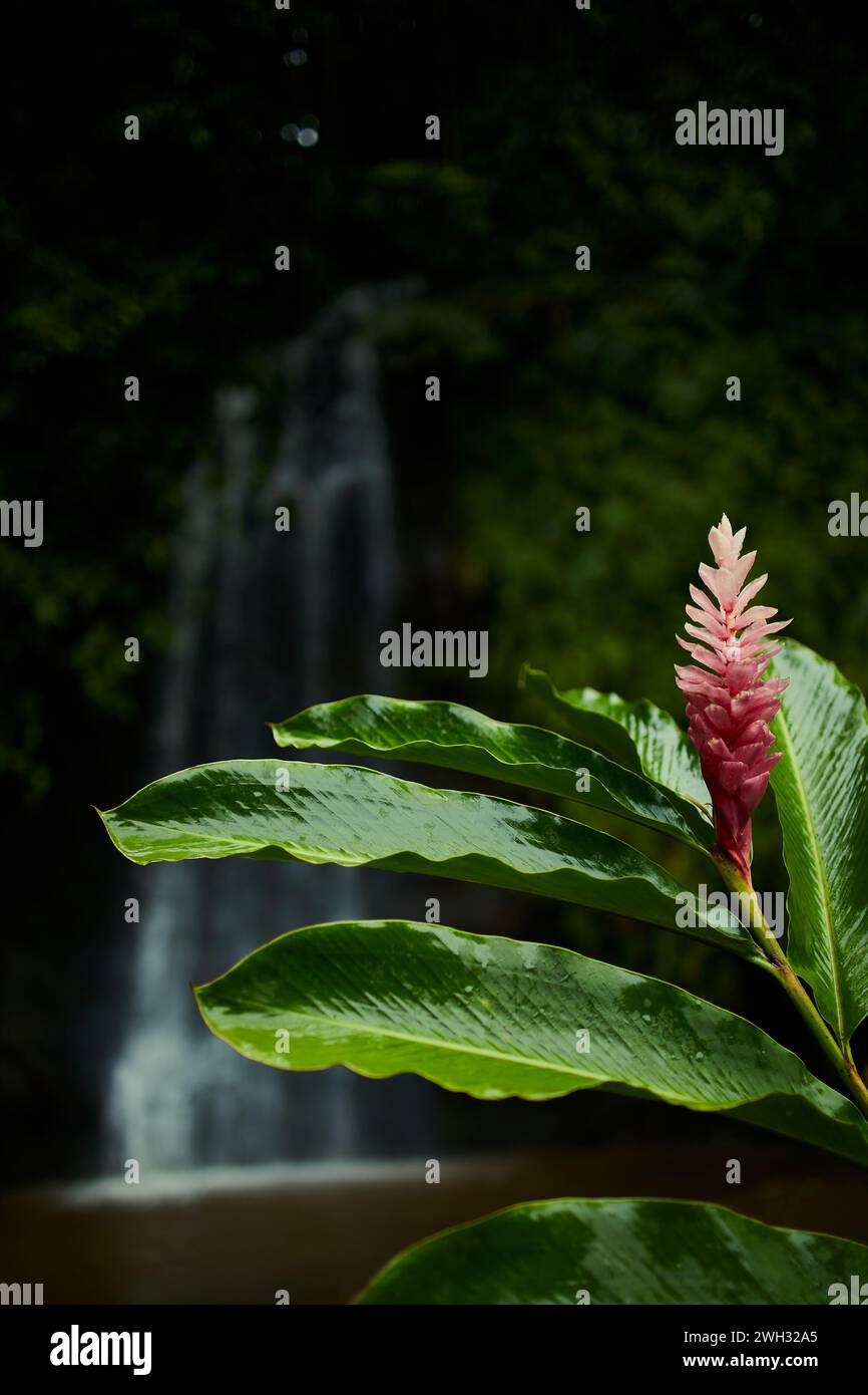Pink flower by a waterfall on a rainy day Stock Photo - Alamy