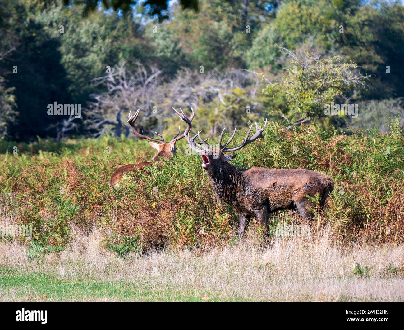 Red Deer Fighting During the Rut Stock Photo - Alamy