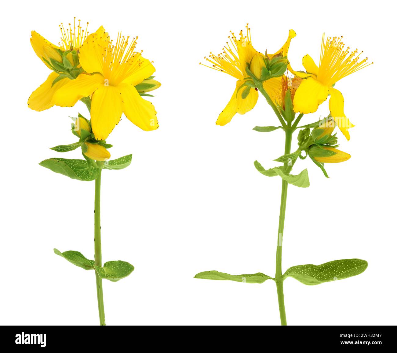 saint john's wort or Hypericum flowers isolated on white background ...
