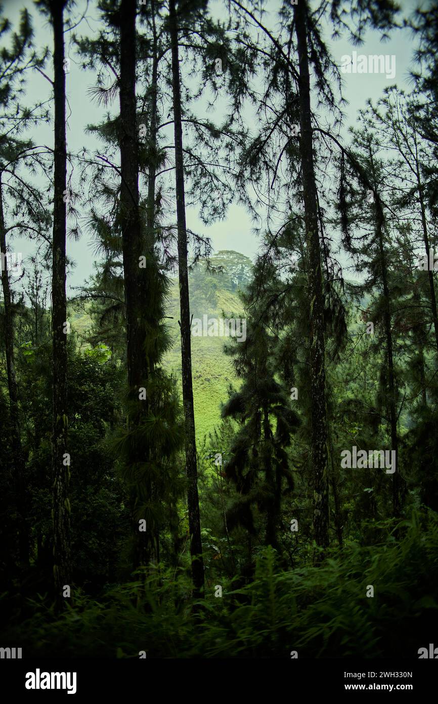 Tropical rain forest paradise hi-res stock photography and images - Alamy