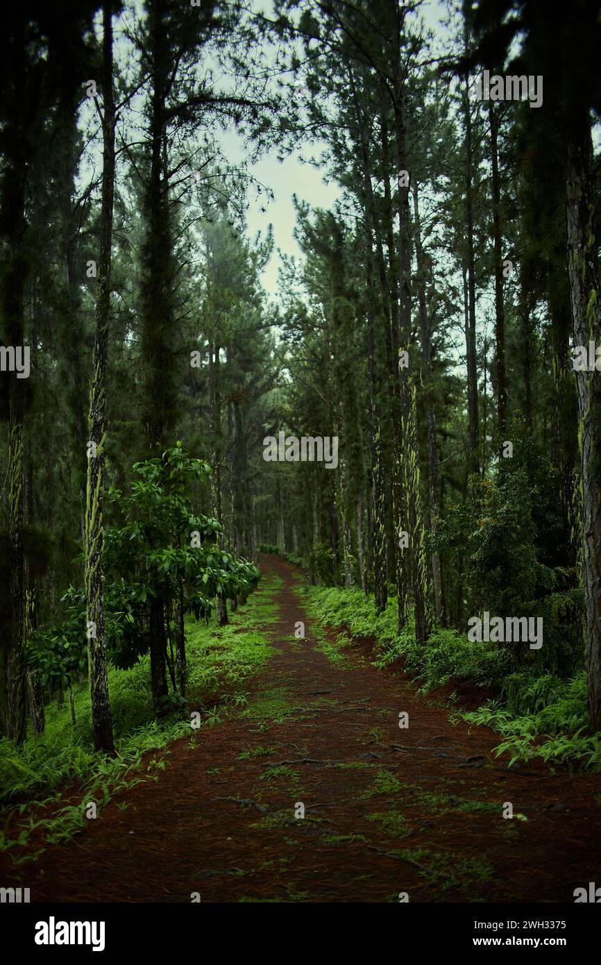 Tropical rain forest paradise hi-res stock photography and images - Alamy