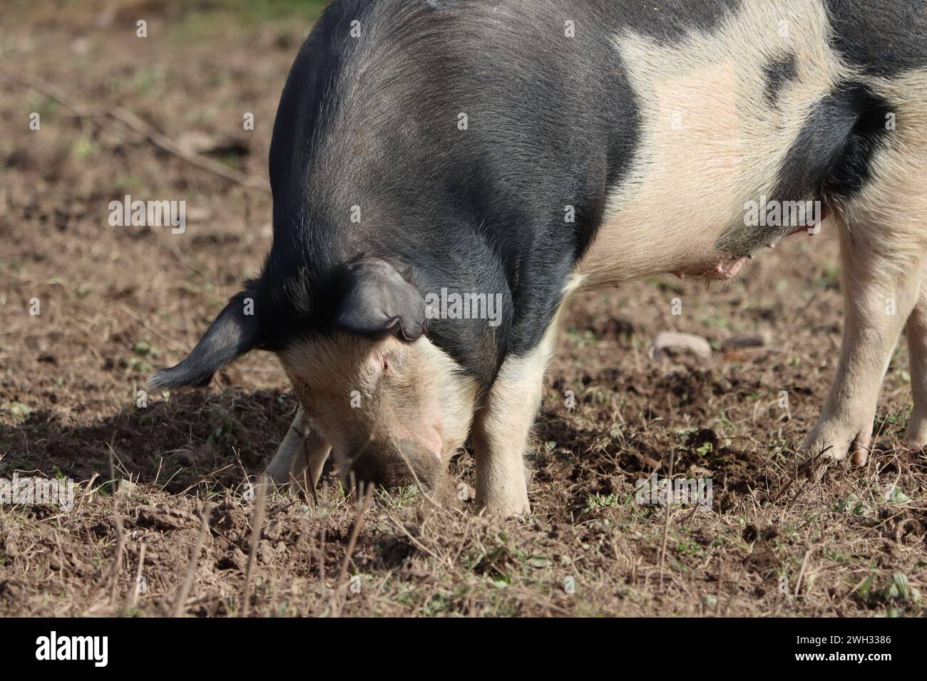 Closeup of a pig grazing in dirt Stock Photo - Alamy