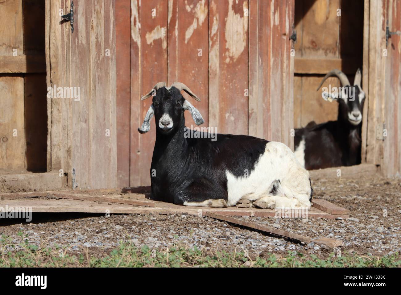 Black and white goats sitting in front of a barn Stock Photo - Alamy