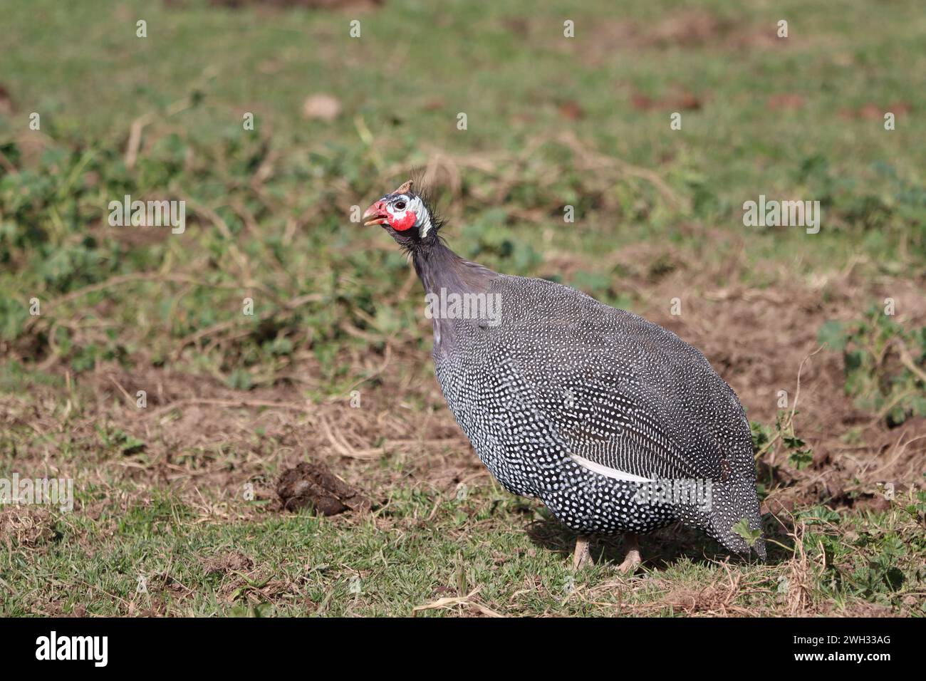 Closeup of a guinea fowl Stock Photo - Alamy