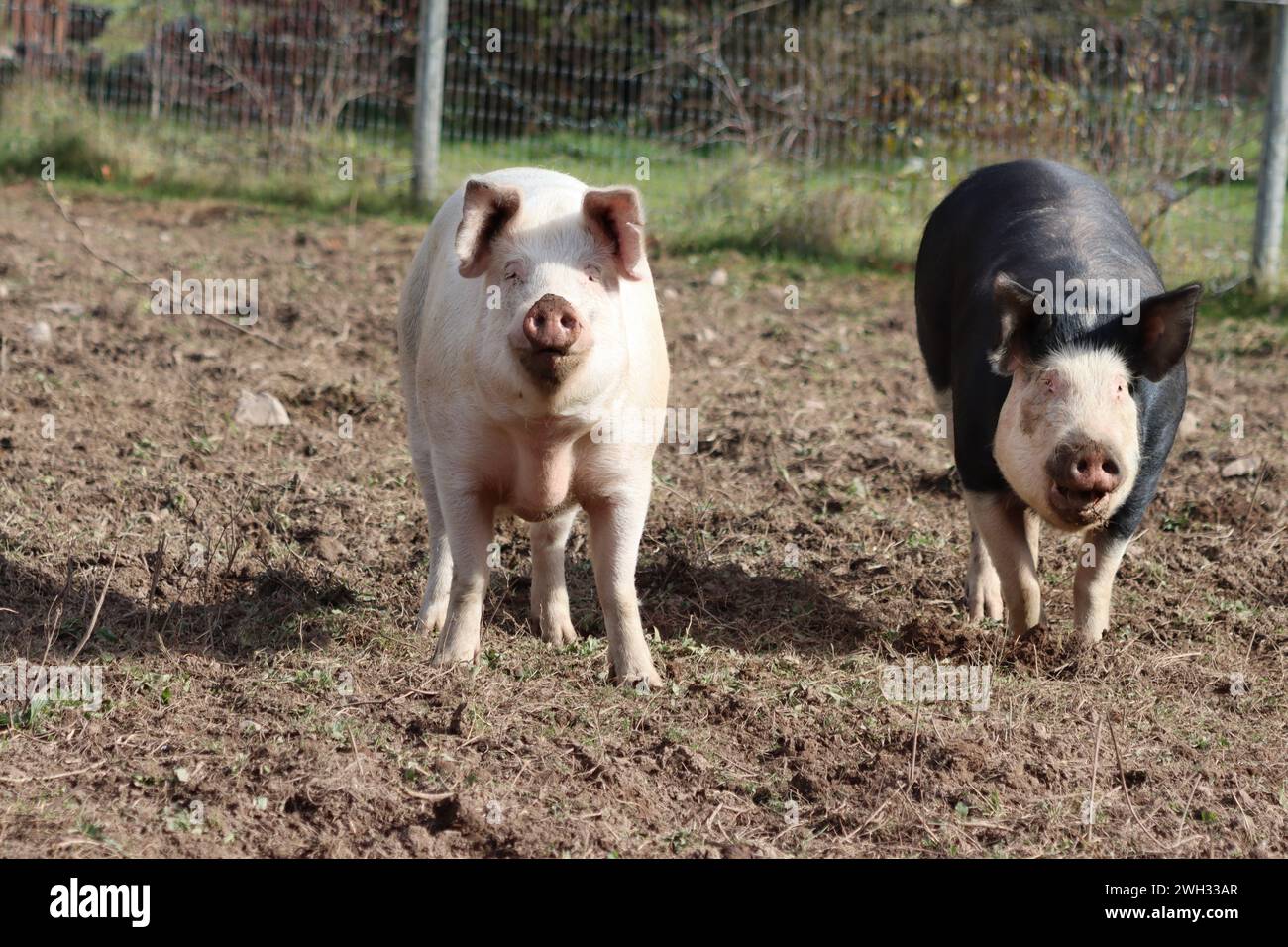Two friends walking countryside hi-res stock photography and images - Alamy