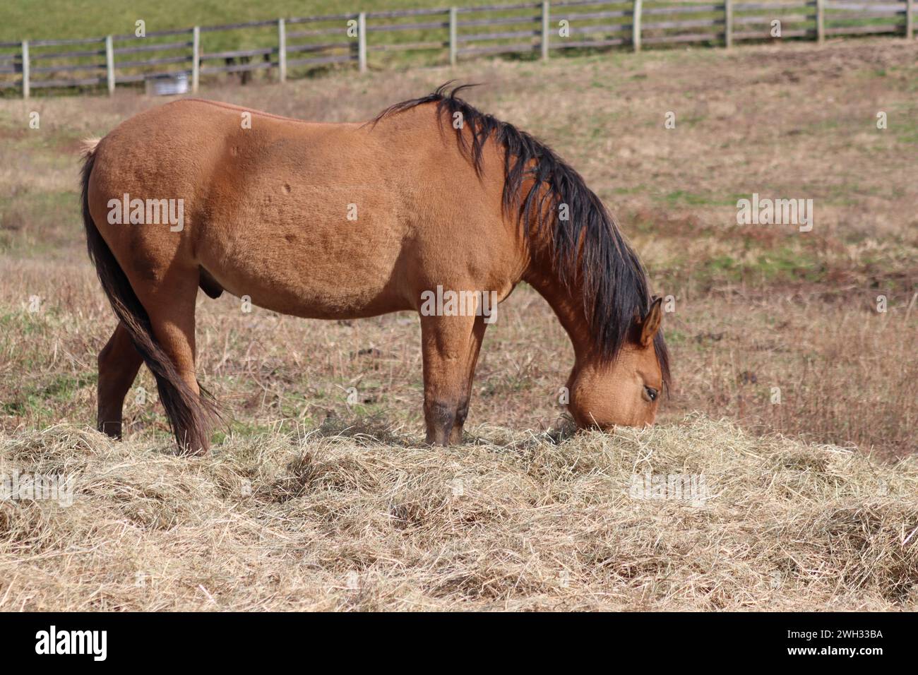 A very hungry brown horse eating hay Stock Photo - Alamy