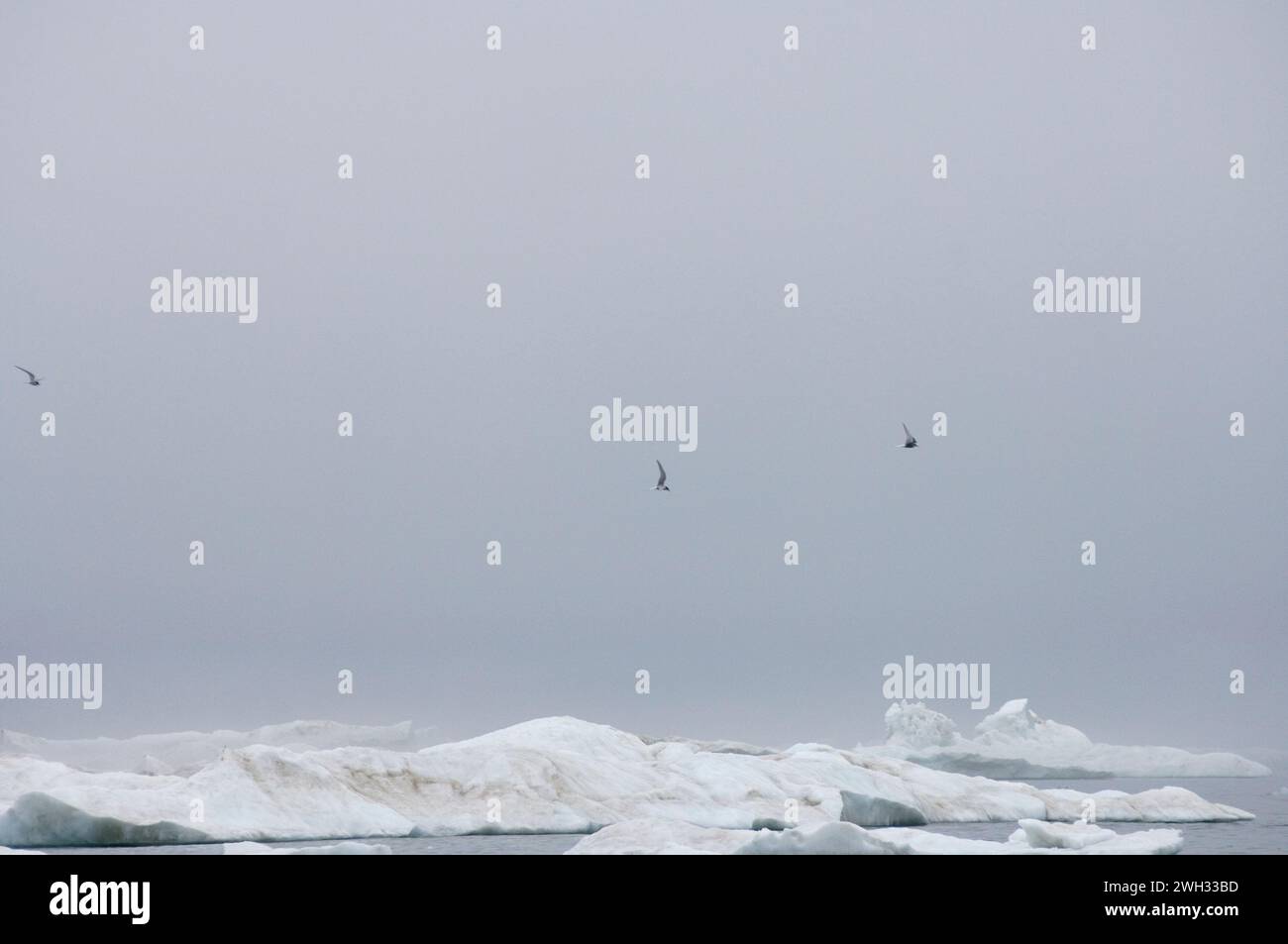 Arctic tern Sterna paradisaea in the beaufort sea around packice off ...