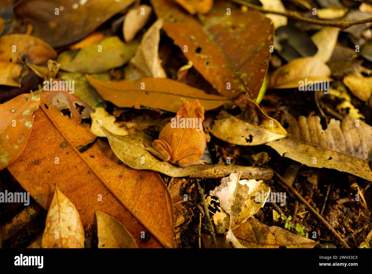 Toad in soil hi-res stock photography and images - Alamy