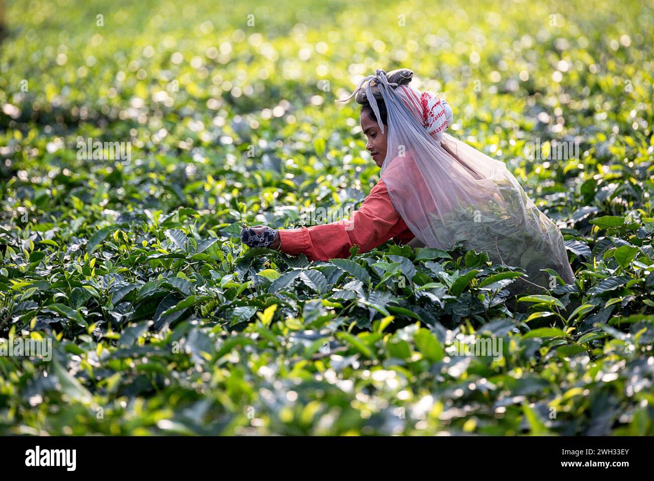 Indian woman picking tea leaves and putting them in a bag filled with ...