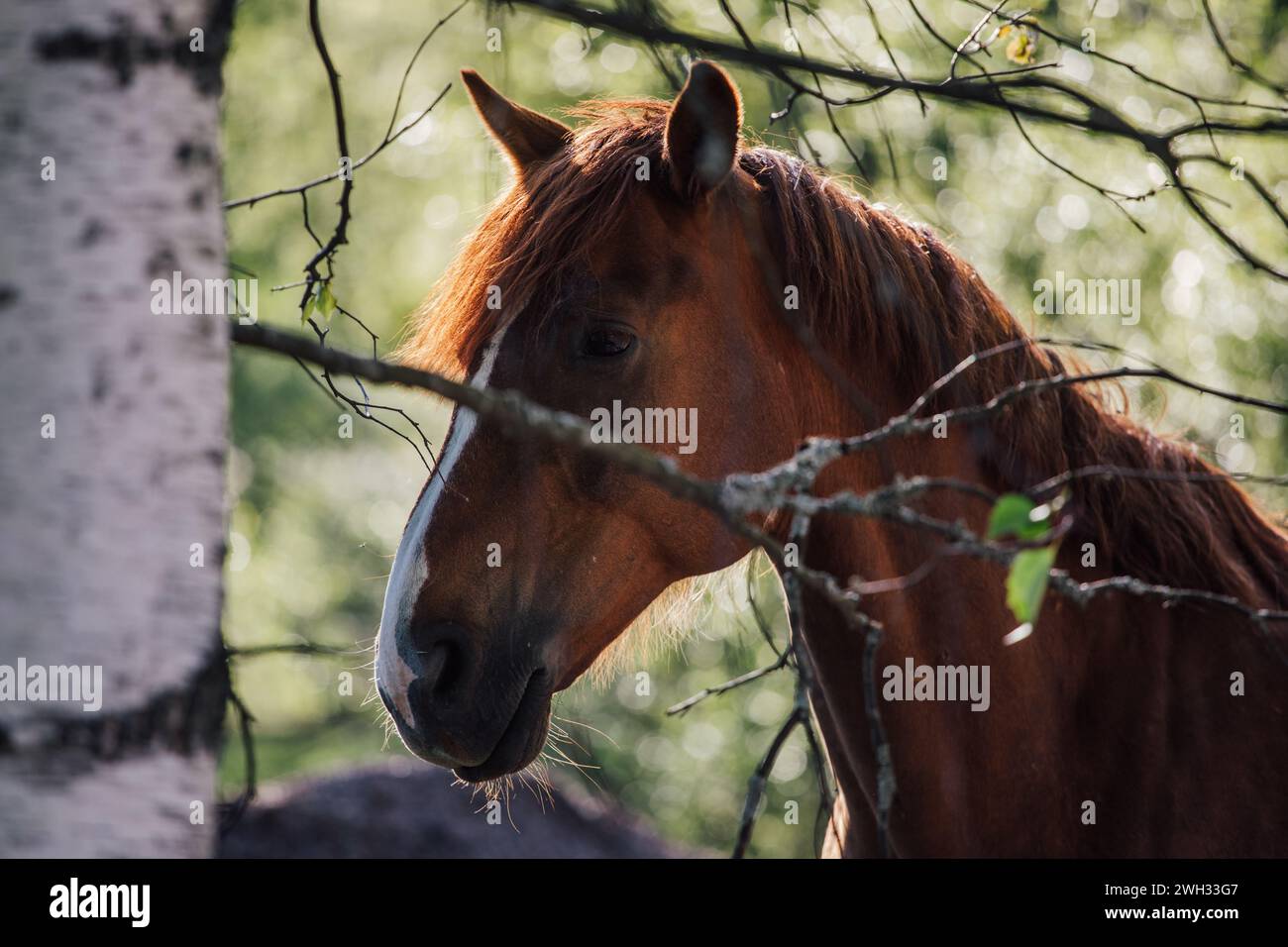 Horse under birch tree in Finland Stock Photo - Alamy