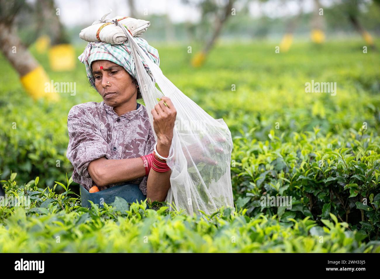 Indian woman picking tea leaves and putting them in a bag filled with ...