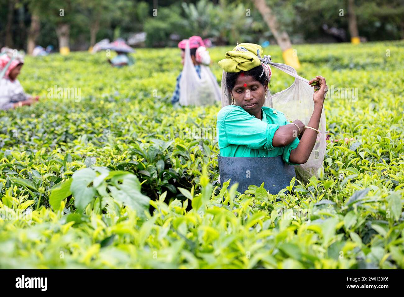 Indian woman picking tea leaves and putting them in a bag filled with ...