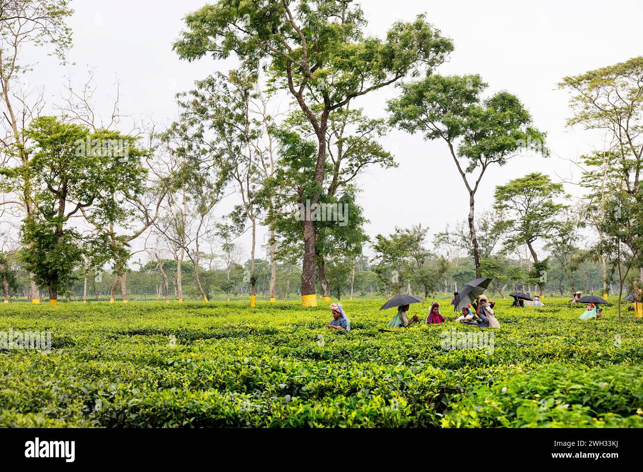 Women with umbrellas and hats collecting tea leafs on beautiful big tea ...
