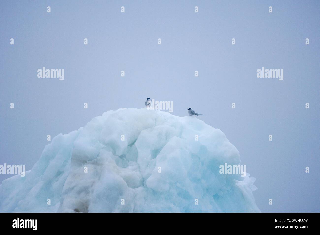 Arctic tern Sterna paradisaea in the beaufort sea around packice off ...
