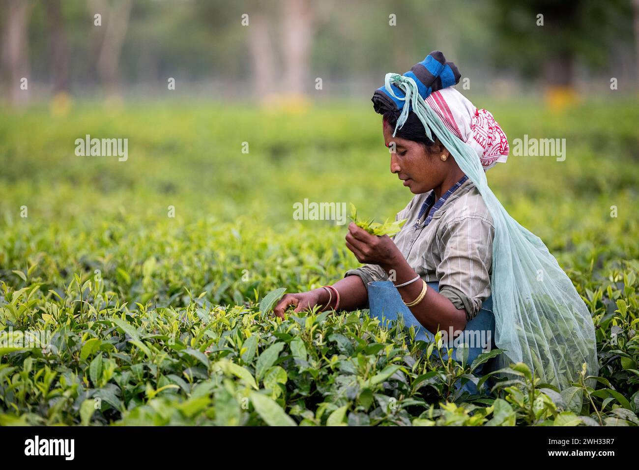 Indian woman picking tea leaves and putting them in a bag filled with ...