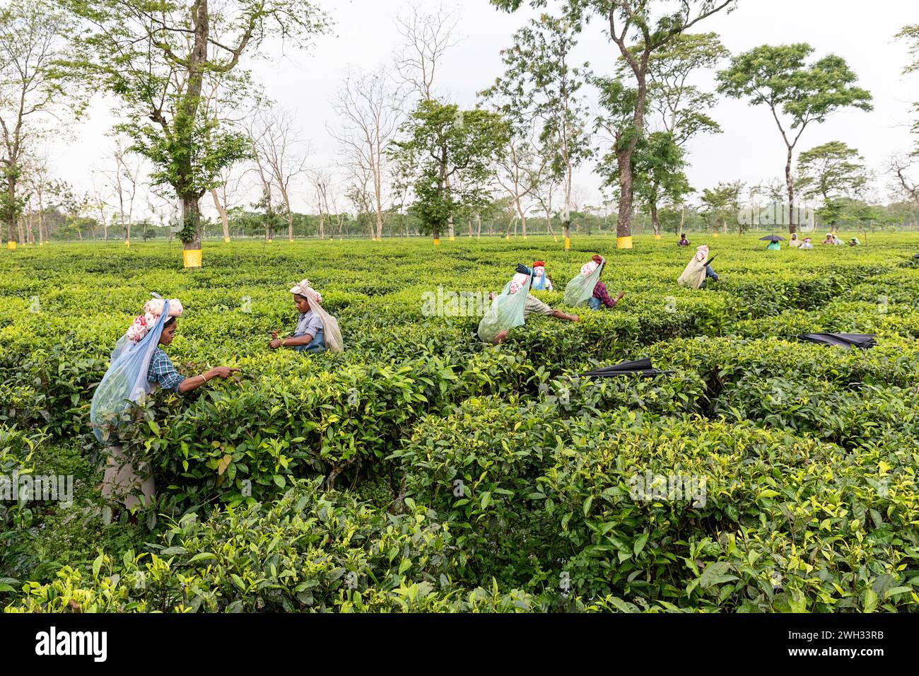 Local Women picking tea leaves on a huge tea plantation near Dibrugarh ...