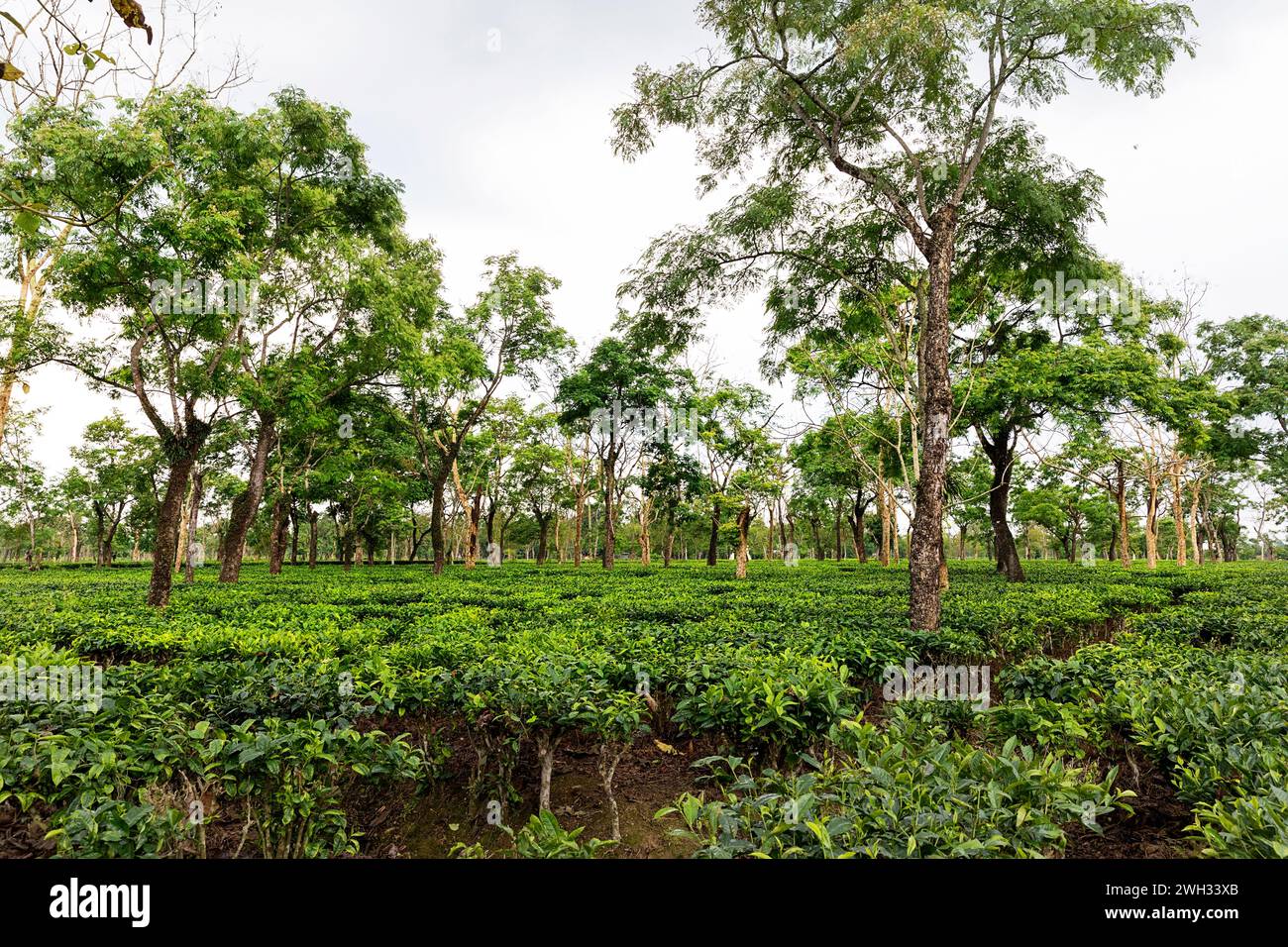 Beautiful big tea estates, tea gardens near Dibrugarh in Assam, with ...
