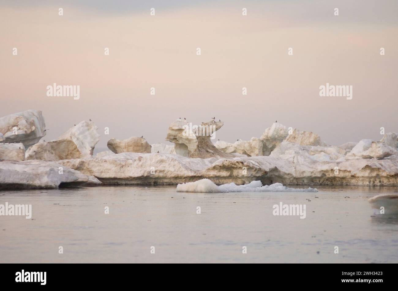 Arctic tern Sterna paradisaea in the beaufort sea around packice off ...
